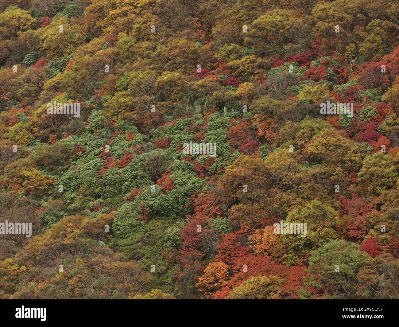 Colorful forest, autumn scene in the Everest National Park, Nepal, Asia ...