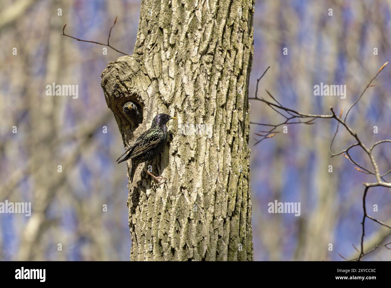 Natural scene from Wisconsin state park Stock Photo - Alamy