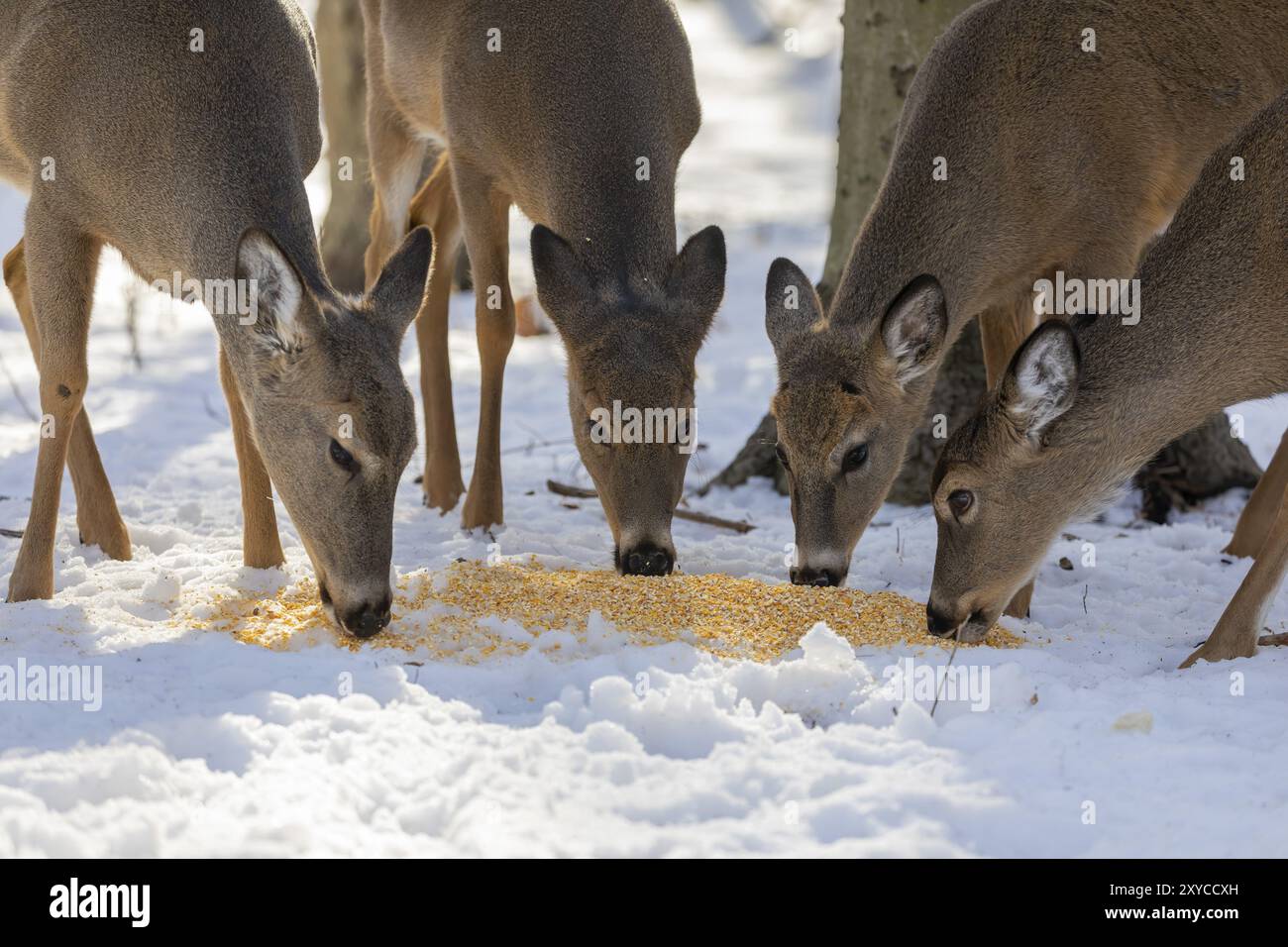 Deer. The white-tailed deer also known as the whitetail or Virginia ...