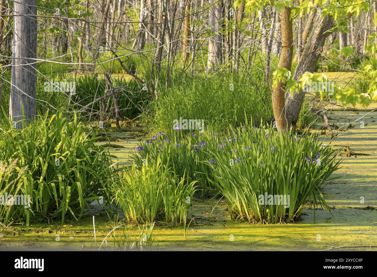 Wild native irises flowers in a wetland. Iris is depicted in mythology ...