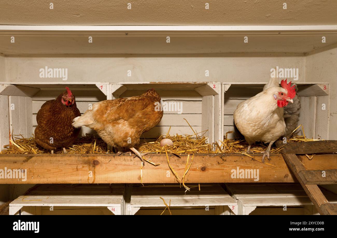 Laying hens hi-res stock photography and images - Alamy