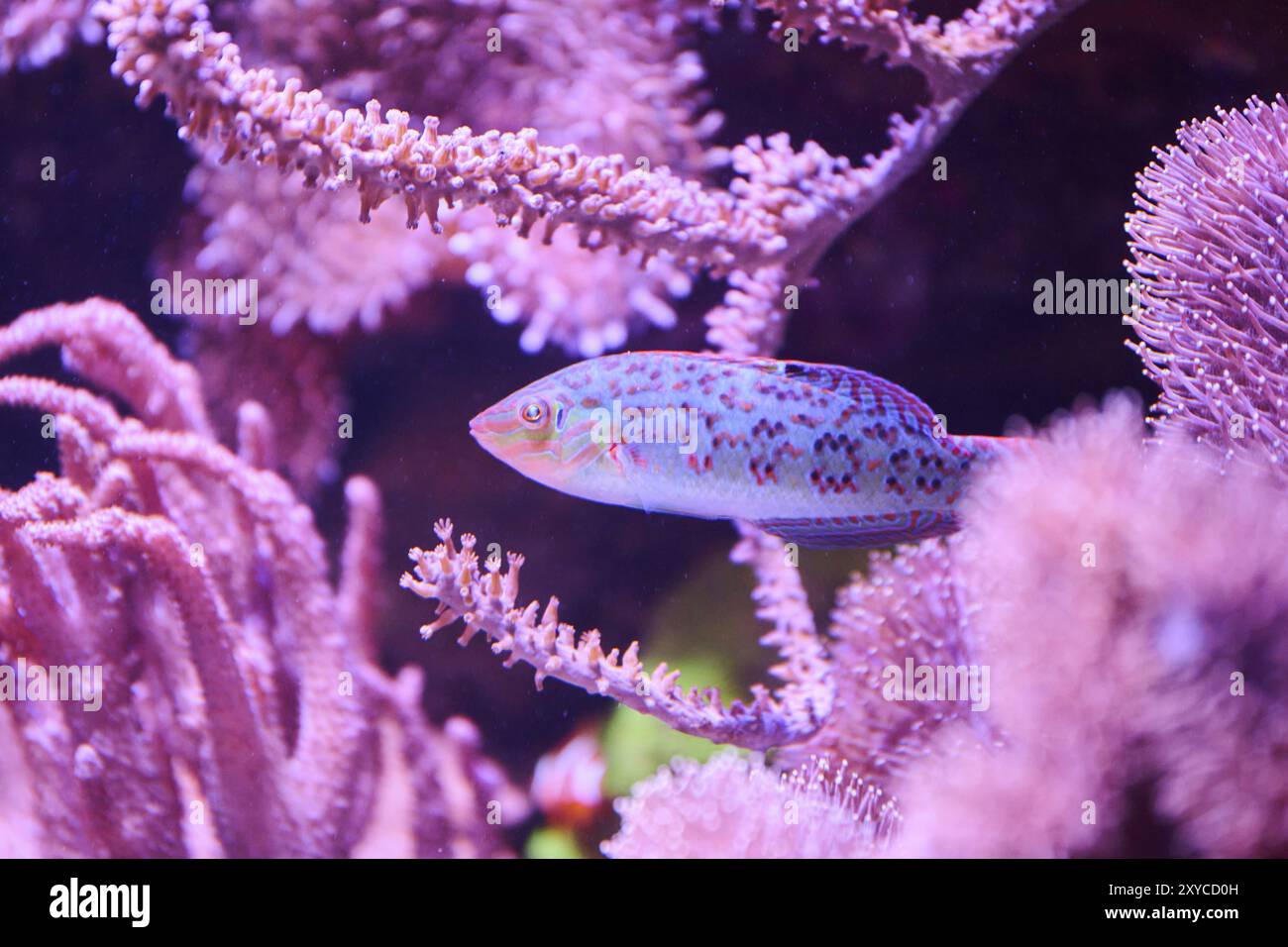 Ray-finned fish (Actinopterygii) swimming in an aquarium, Bavaria ...