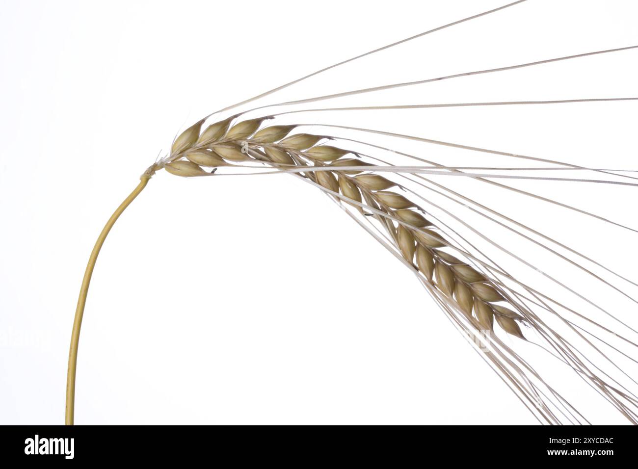 Single wheat plants hi-res stock photography and images - Alamy