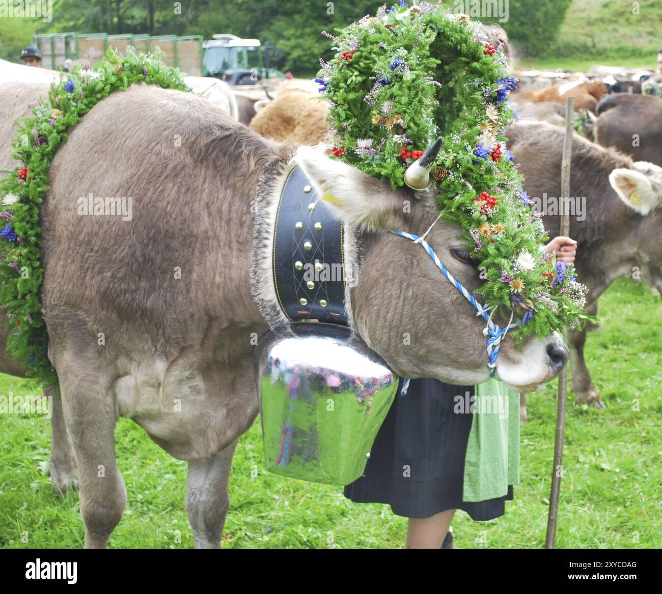 Bavarian cow on traditional hi-res stock photography and images - Alamy