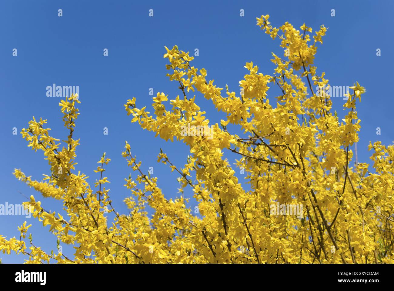 Blue and yello hi-res stock photography and images - Alamy