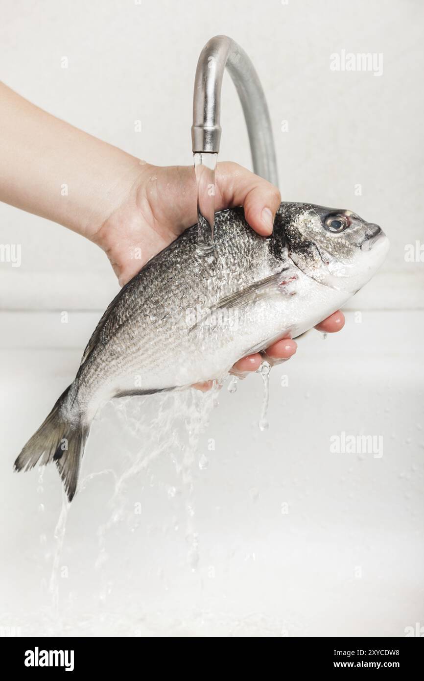 Healthy eating seafood, human hand washing raw gilthead fish food in ...