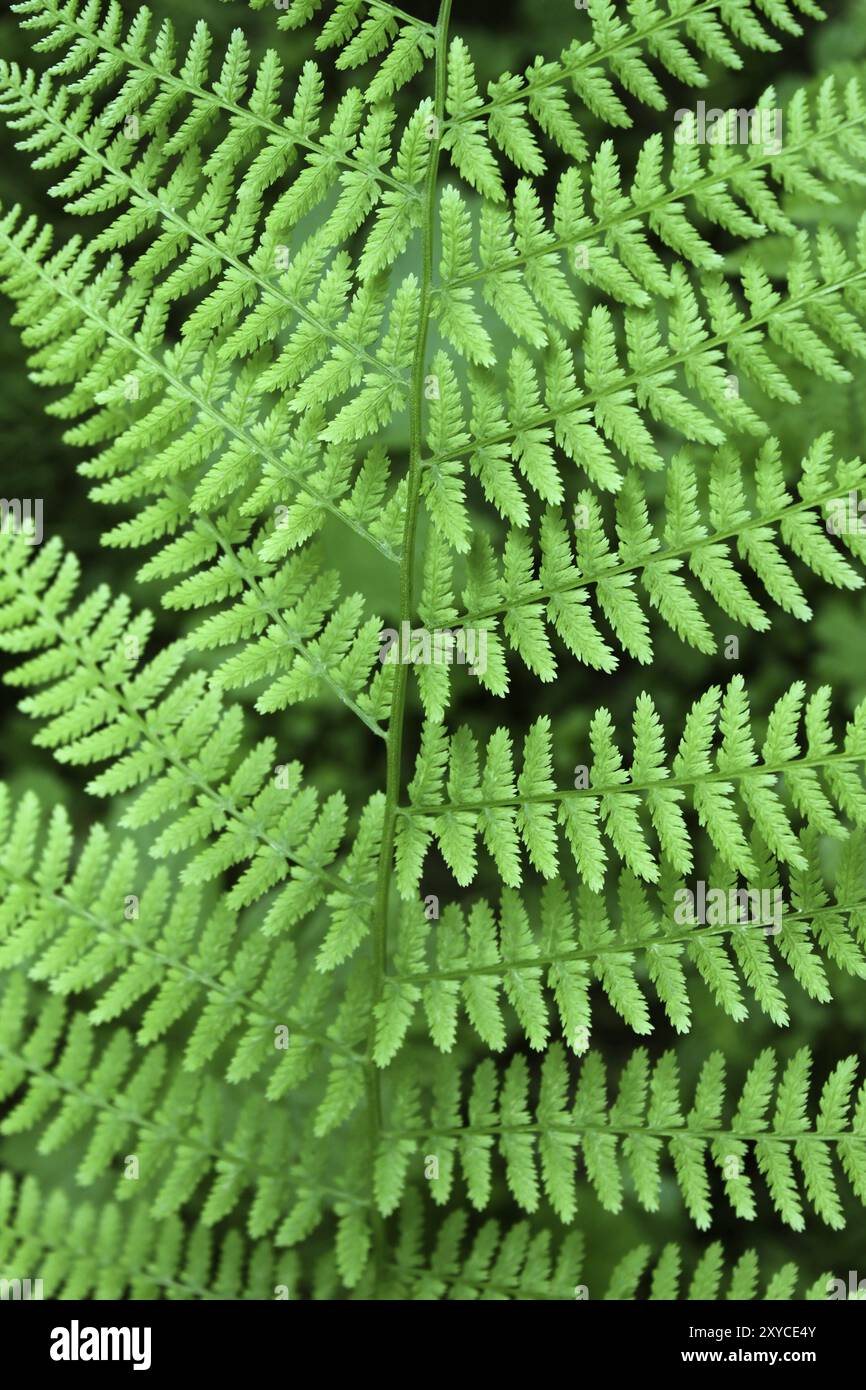 Primary leaf frond hi-res stock photography and images - Alamy
