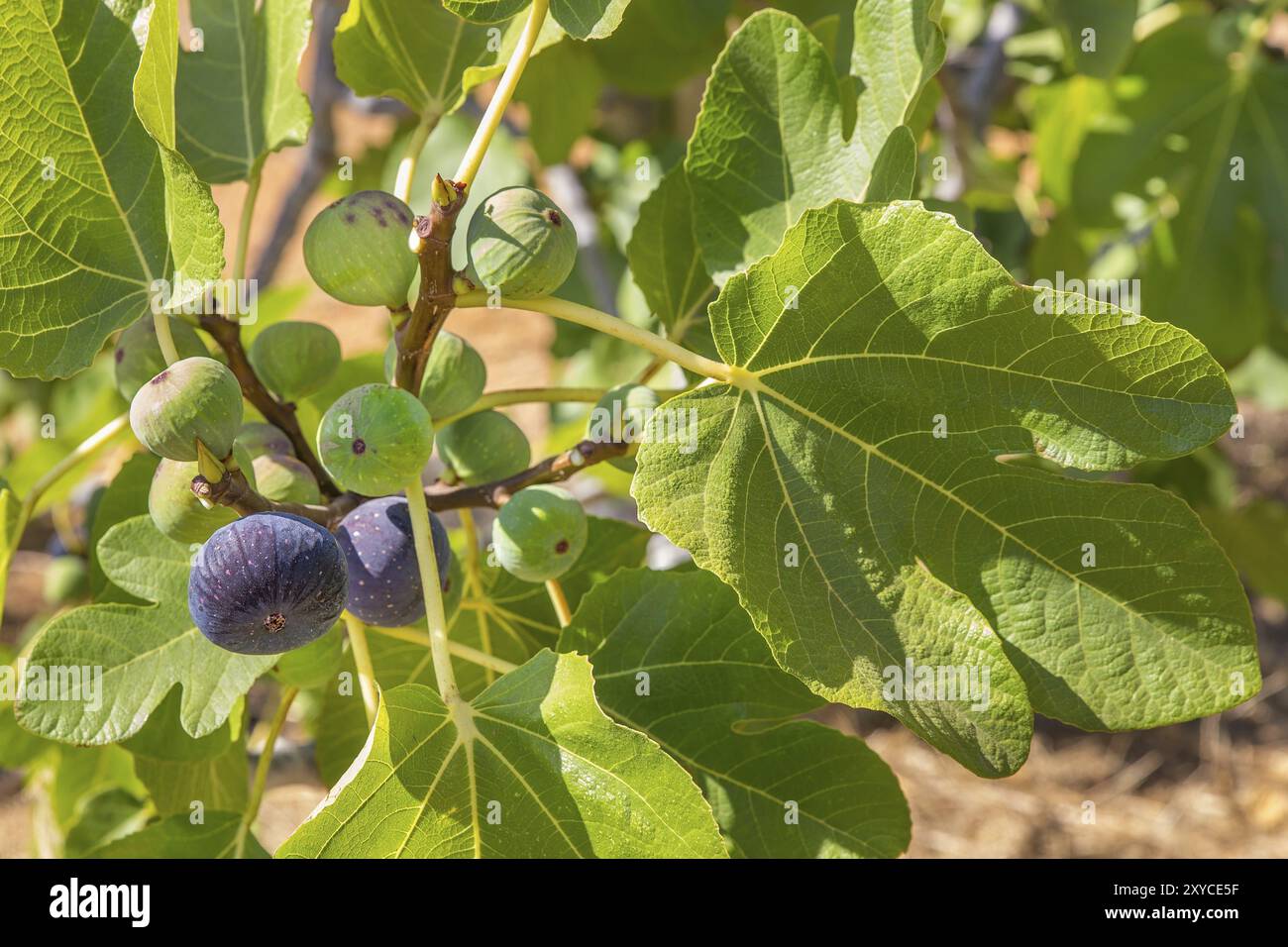 Figs plantation hi-res stock photography and images - Alamy