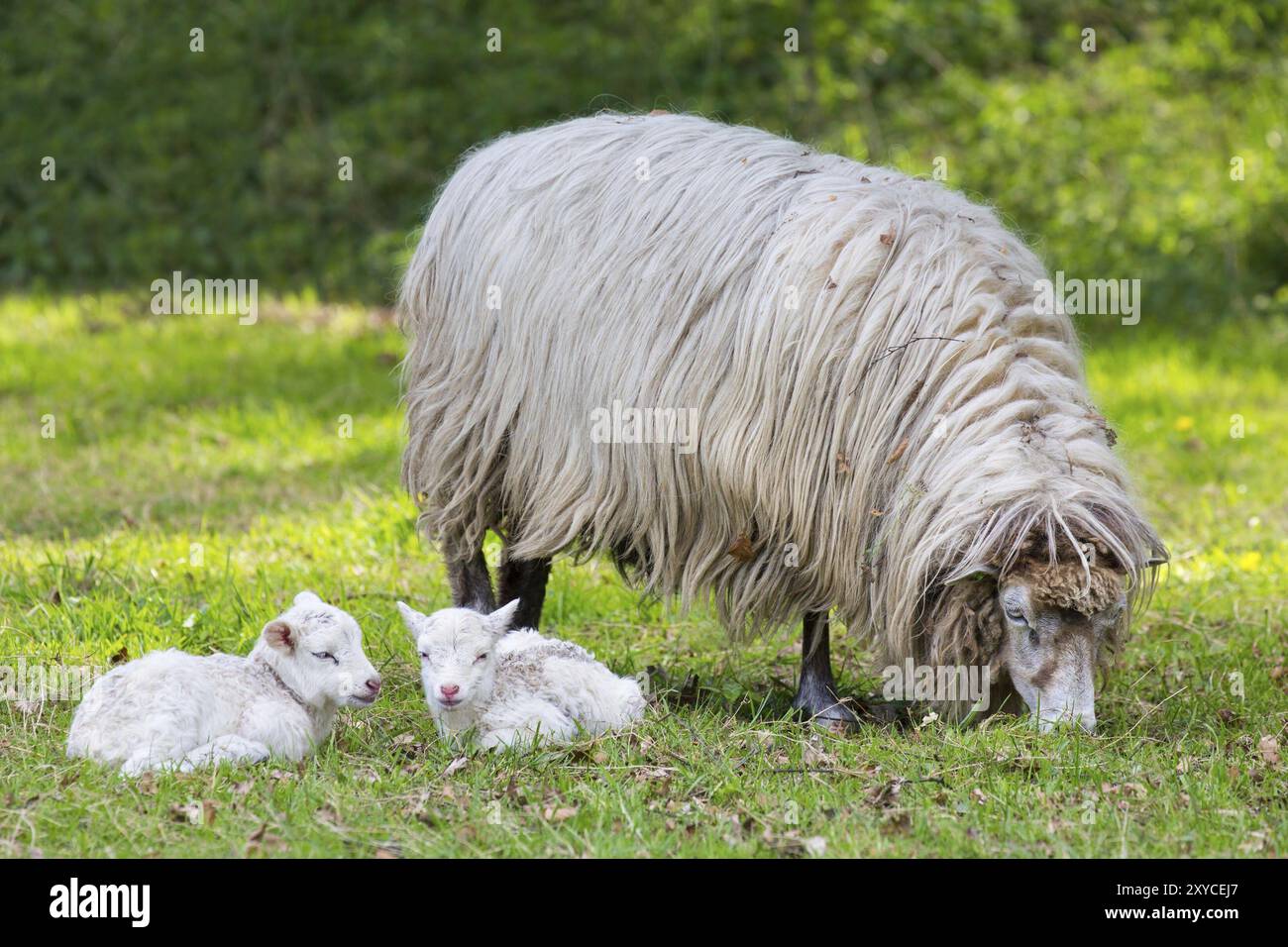 Mother sheep with two white lambs lying in pasture Stock Photo - Alamy