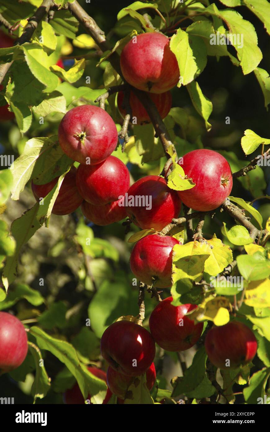 Apple tree yard still hi-res stock photography and images - Alamy