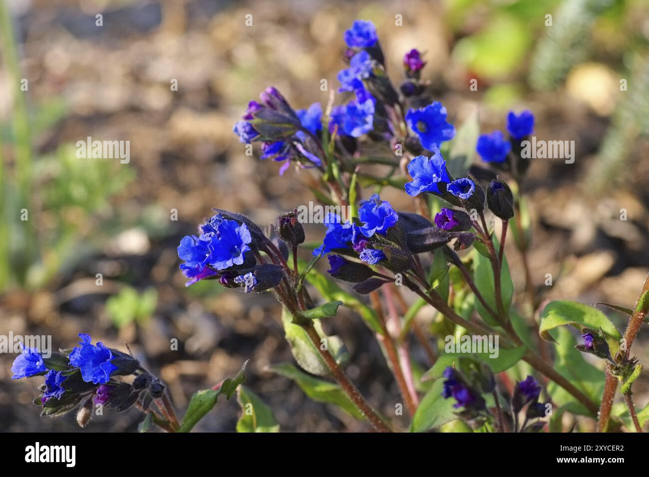 Lungwort of the Blue Ensign variety, lungwort or Pulmonaria dacica ...