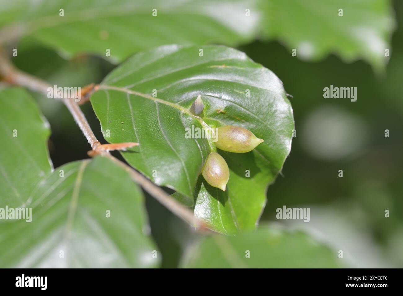 Gall midge on a beech. Beech gall midge, galls on the leaf of a beech ...