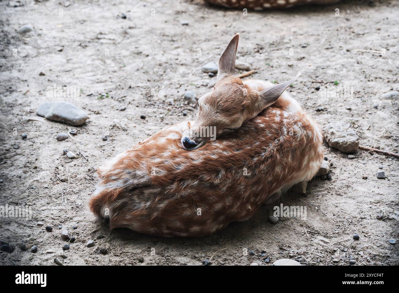 a young spotted deer in a zoo enclosure. The doe is resting on the ...