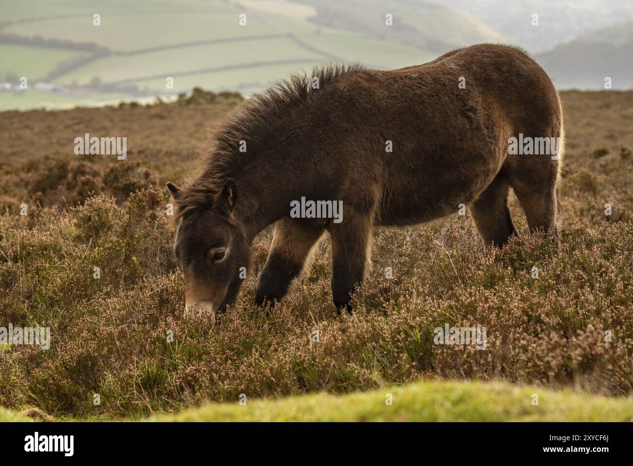 Wild Exmoor Ponies, seen on Porlock Hill in Somerset, England, UK Stock ...