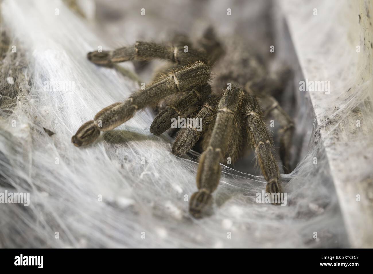 Poisonous tarantula in a terrarium Stock Photo - Alamy