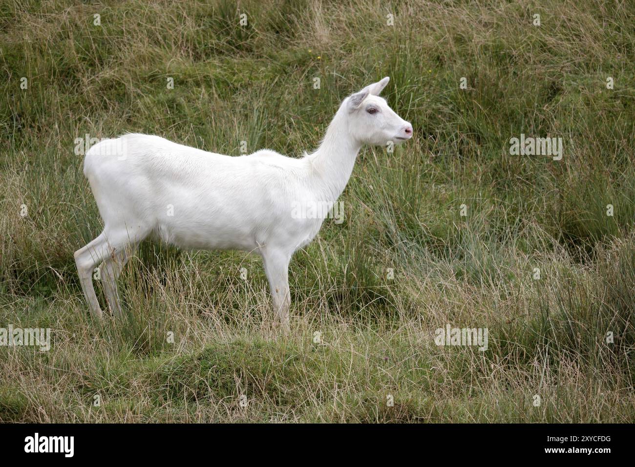 Young albino Red Lechwe Antelope standing in the grass Stock Photo - Alamy