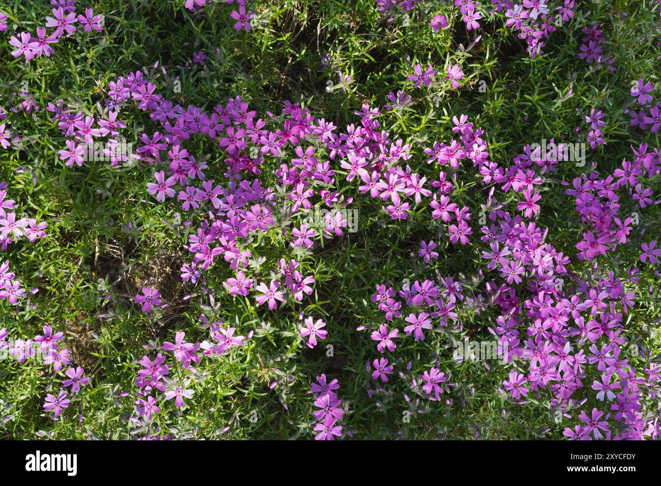 Purple Azalea flowers Stock Photo - Alamy