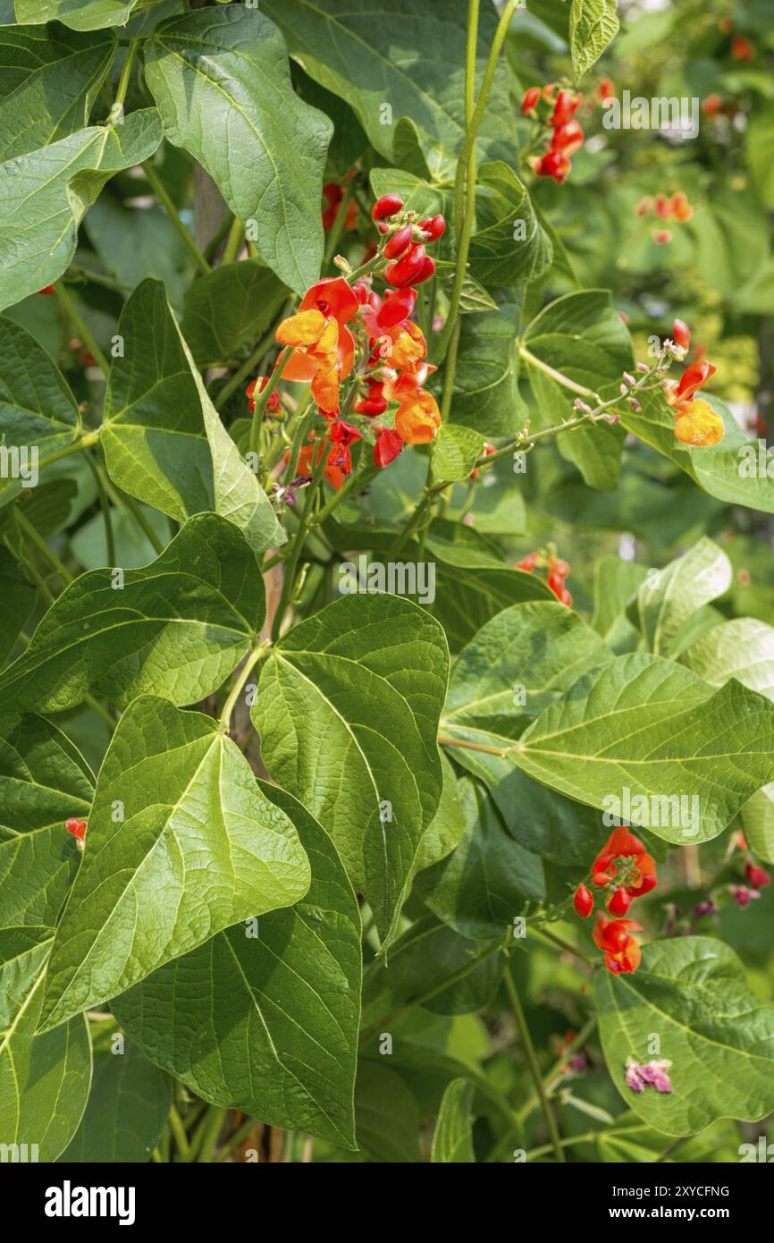 Scarlet runner beans hi-res stock photography and images - Alamy