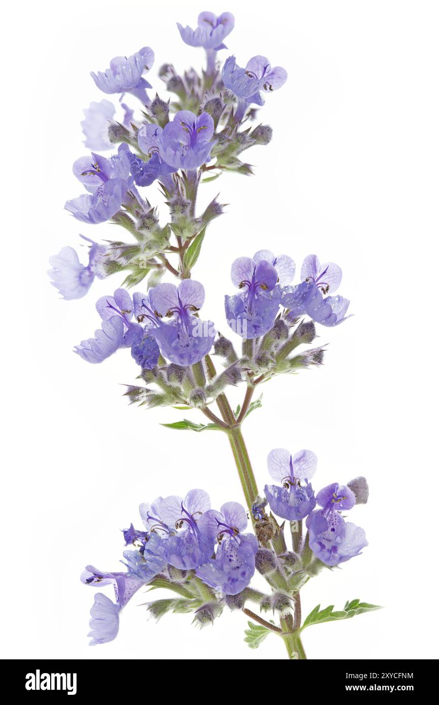 Catmint nepeta cataria hi-res stock photography and images - Alamy