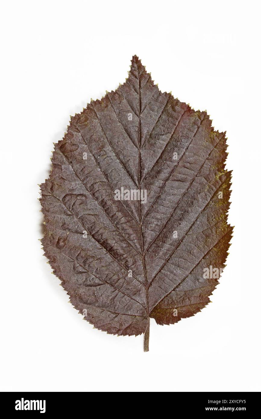 A single leaf of a wild hazel (Corylus maxima Stock Photo - Alamy