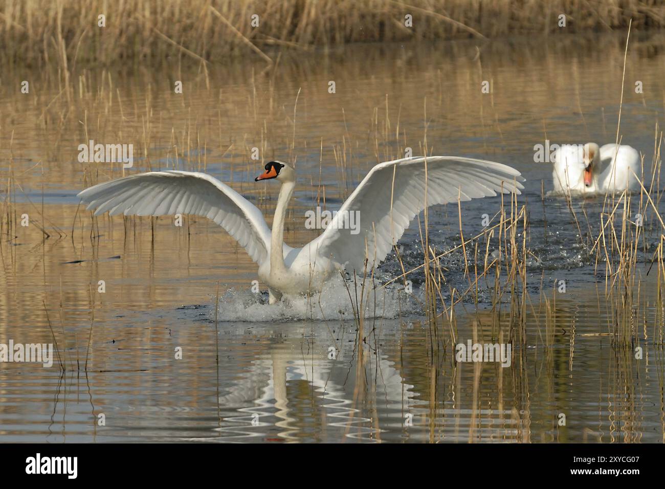 Swan on a lake in the spring campaign Stock Photo - Alamy