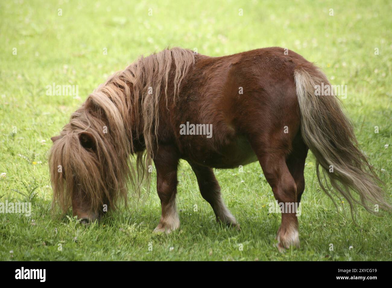 Robust small horses Stock Photo - Alamy