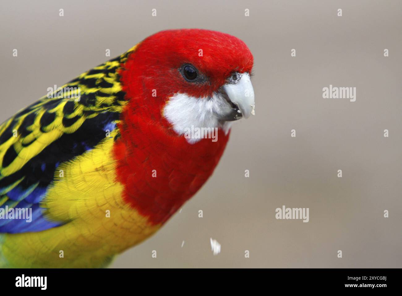 Eastern rosellas hi-res stock photography and images - Alamy