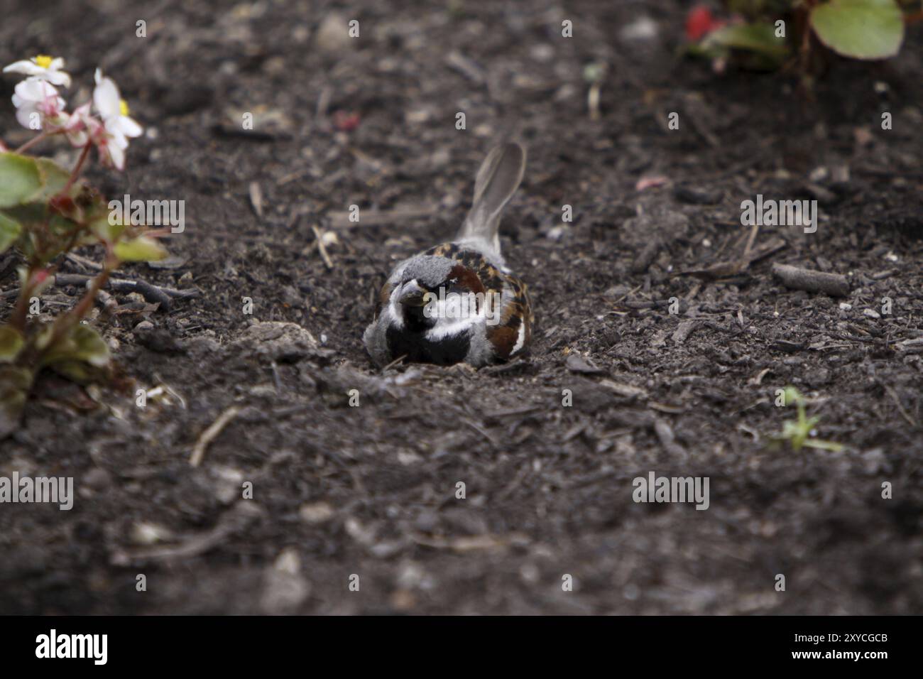 Sparrows bathing in dust hi-res stock photography and images - Alamy