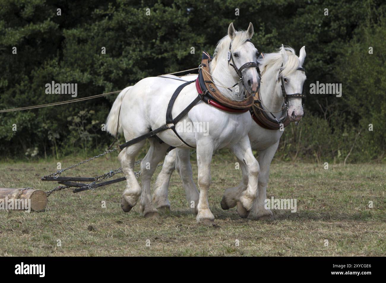 Two white back horses at work Stock Photo - Alamy