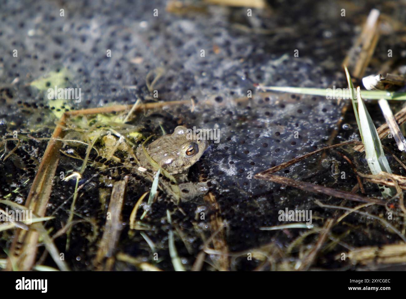 Lump species hi-res stock photography and images - Alamy