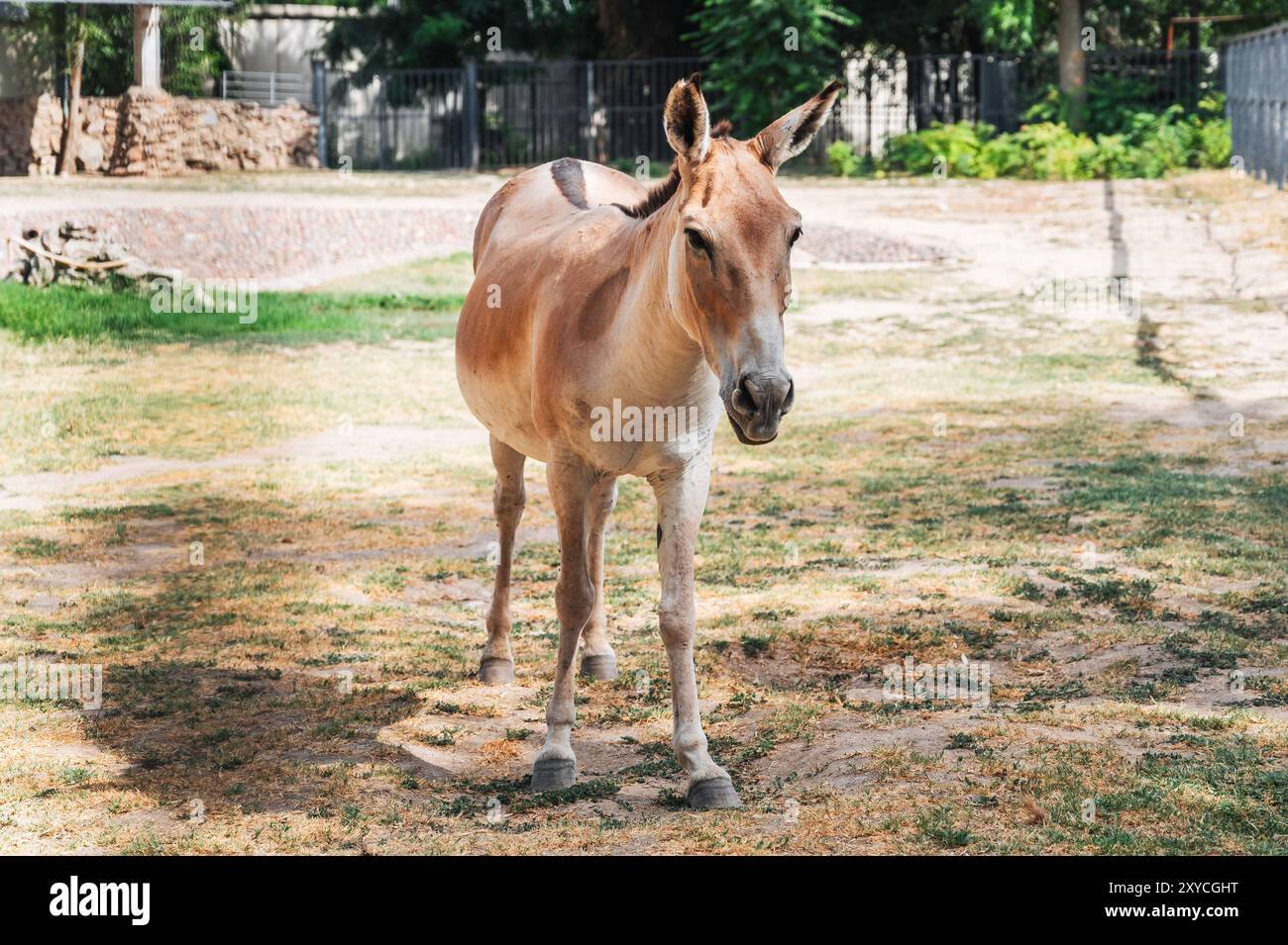 Onager wild donkey hi-res stock photography and images - Alamy