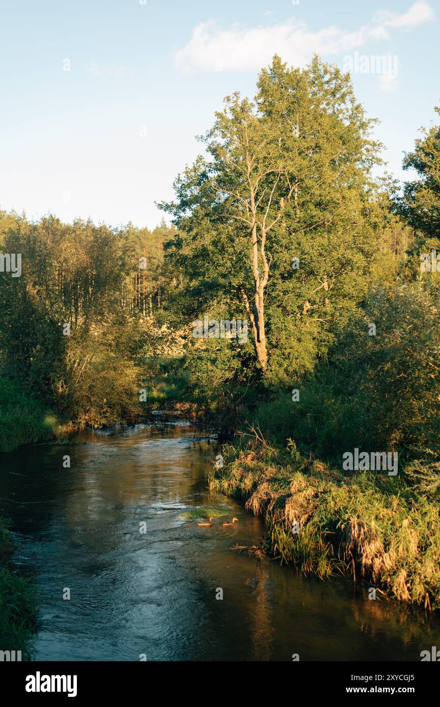 Aerial pine trees river rocks hi-res stock photography and images - Alamy