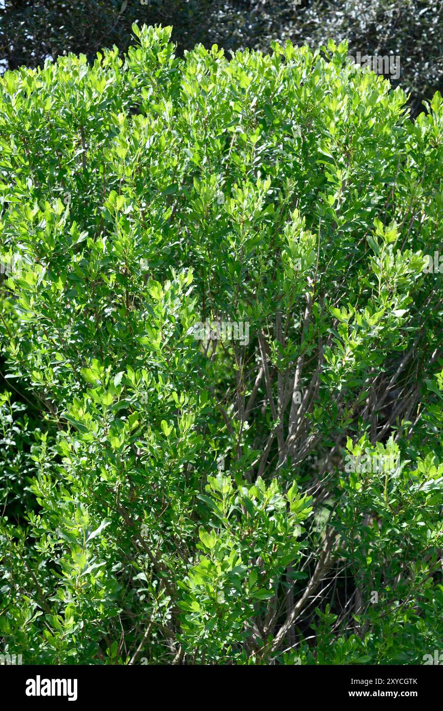 Chilca (Baccharis halimifolia) is a medicinal shrub native to ...