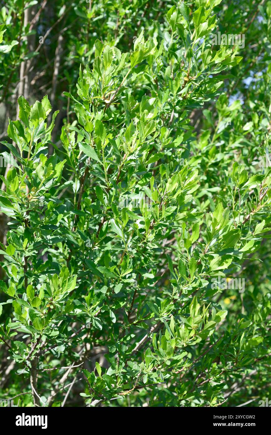 Chilca (Baccharis halimifolia) is a medicinal shrub native to ...