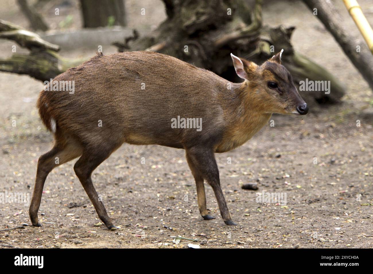 Muntjacs natural habitat hi-res stock photography and images - Alamy