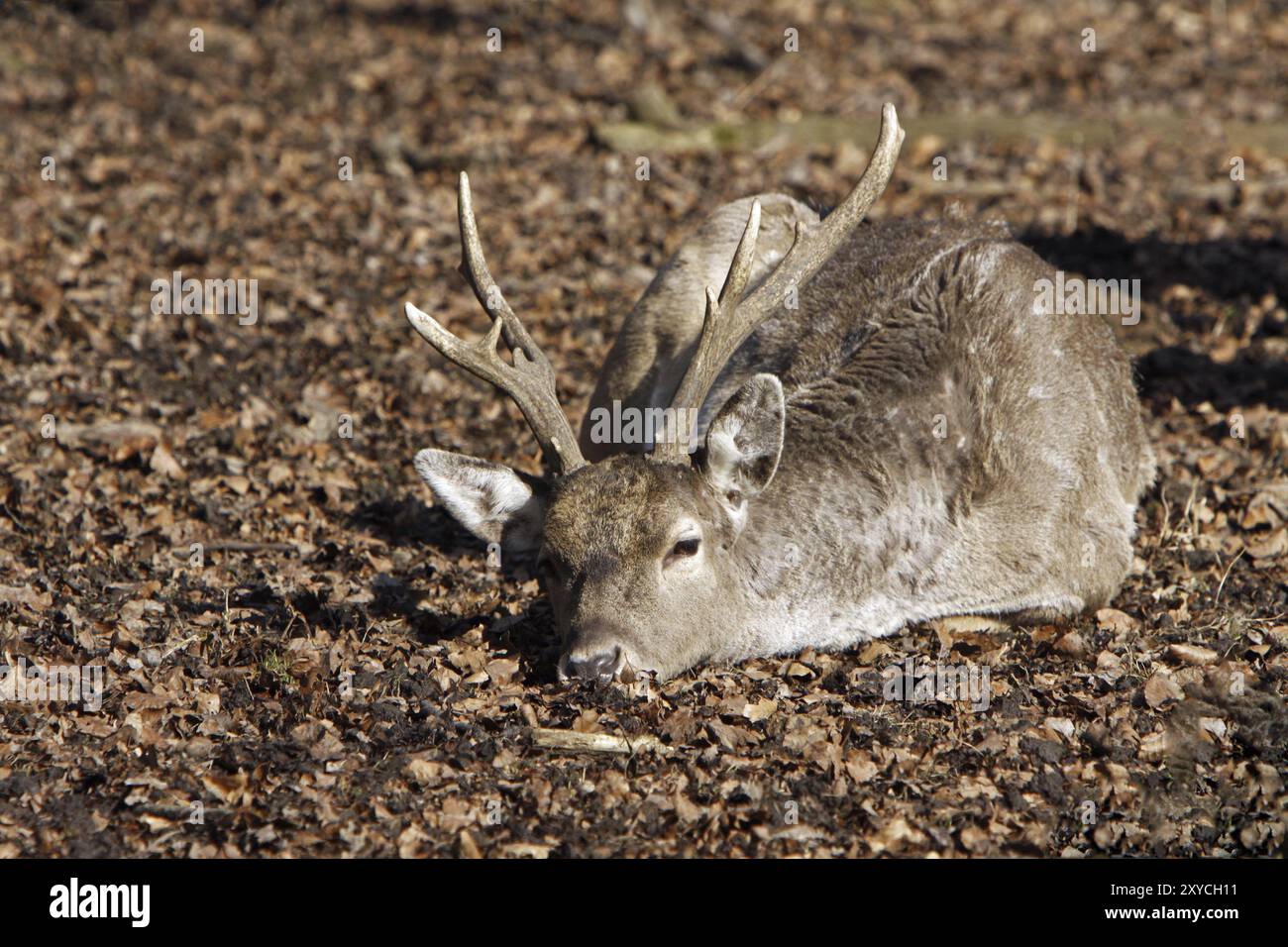 Dotted deers hi-res stock photography and images - Alamy