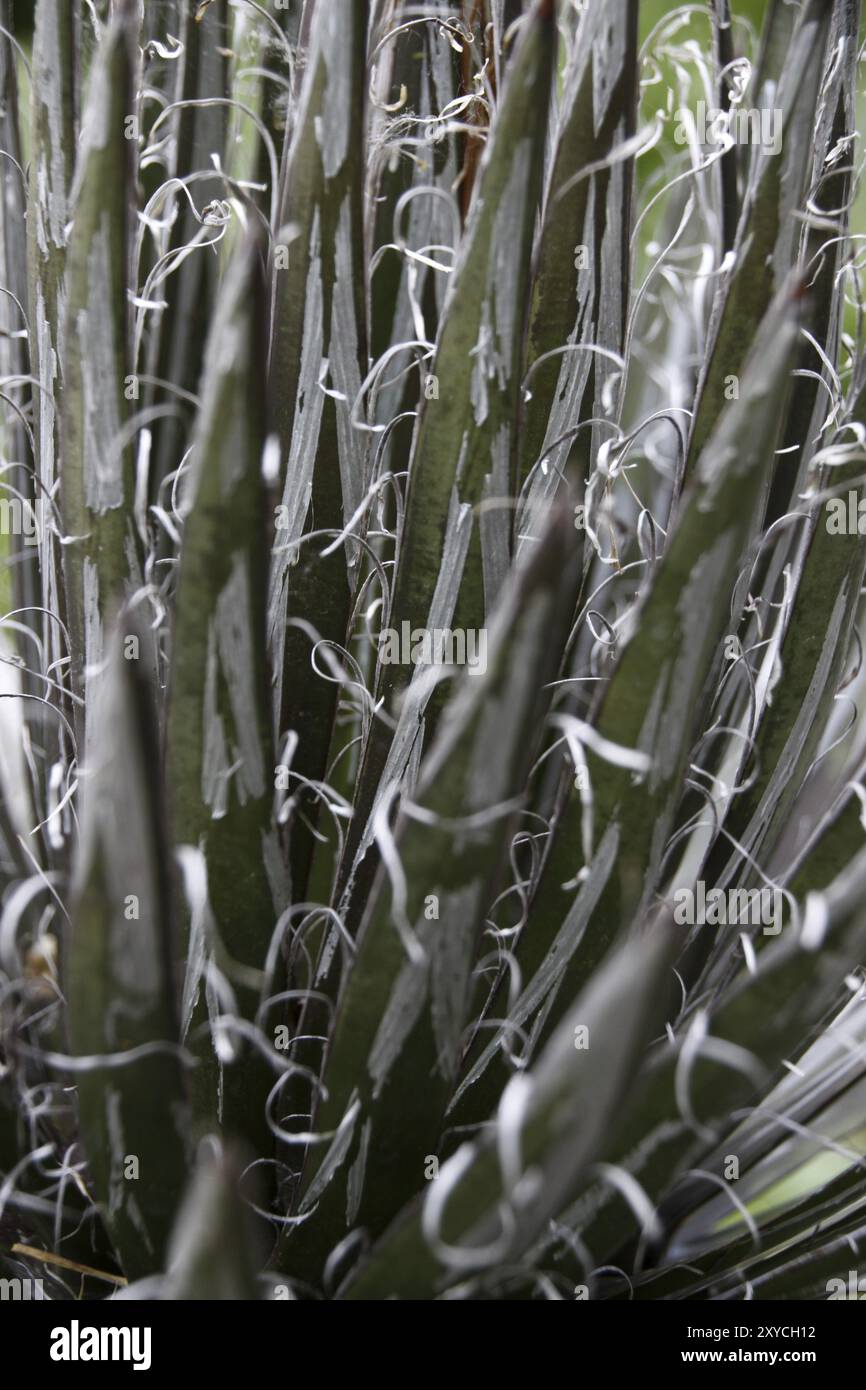 Agave filifera hi-res stock photography and images - Alamy