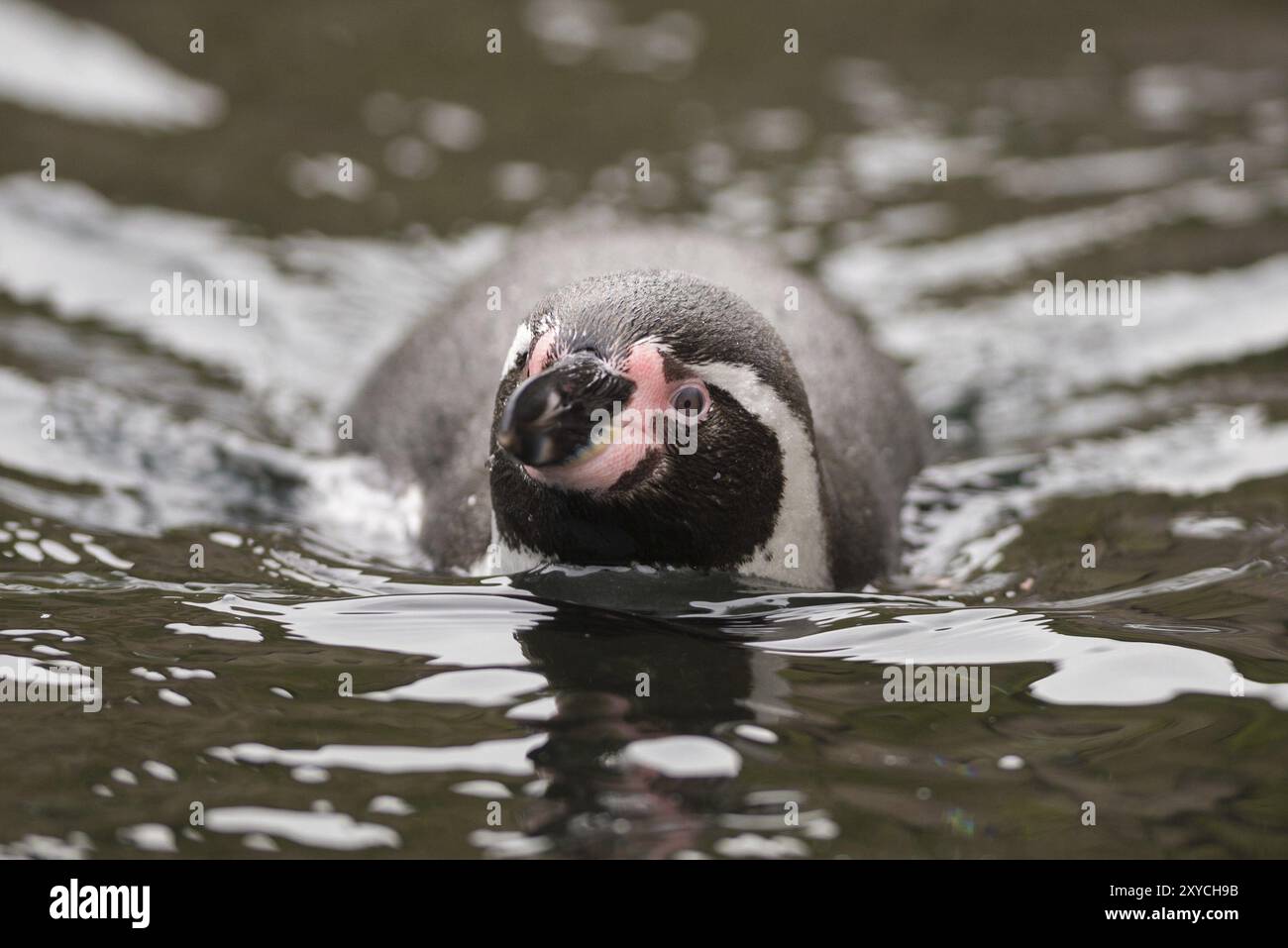 Humboldt penguin. Peruvian penguin Stock Photo - Alamy