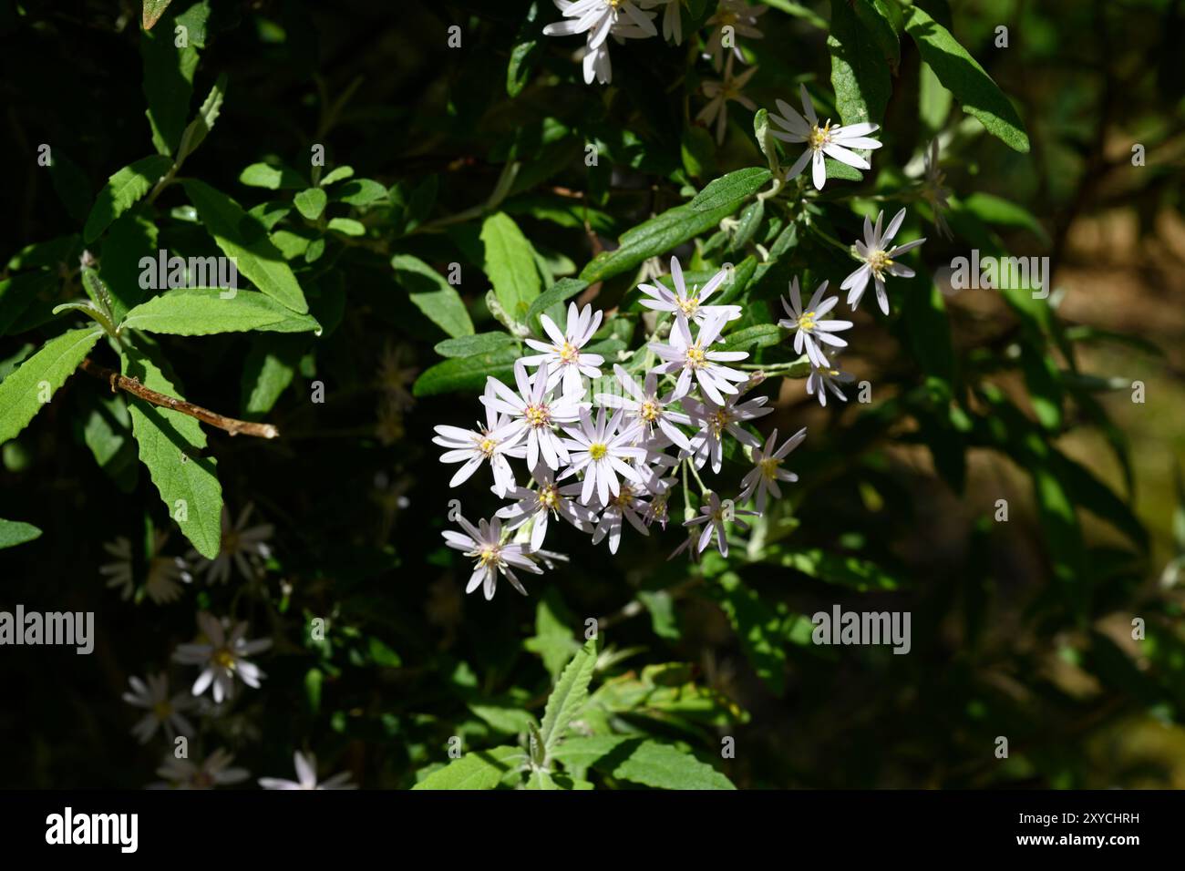 Daisy bush (Olearia scillonensis) is hybrid evergreen shrub native to ...