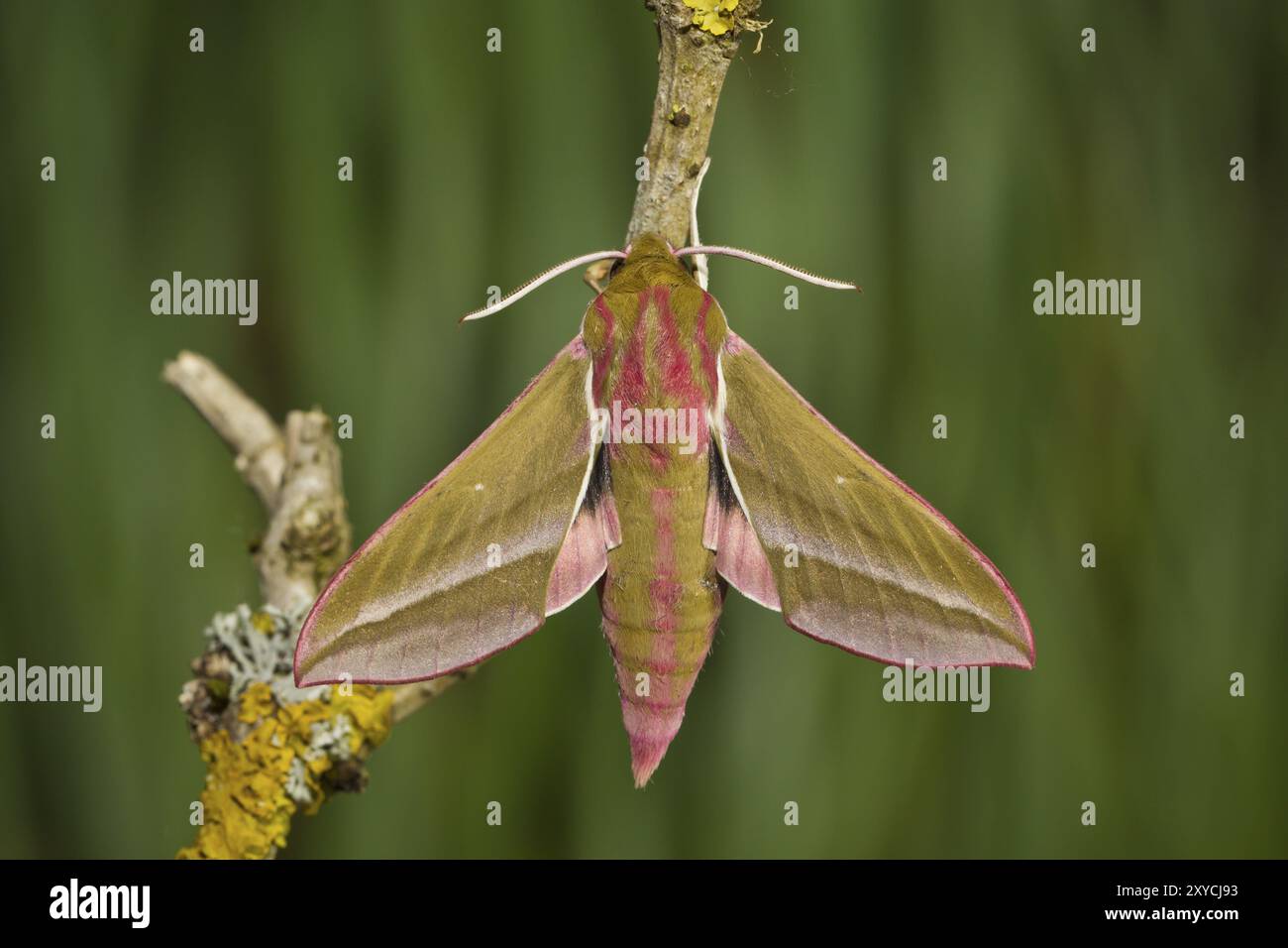 Elephant hawk-moth, Deilephila elpenor, elephant hawk-moth Stock Photo ...