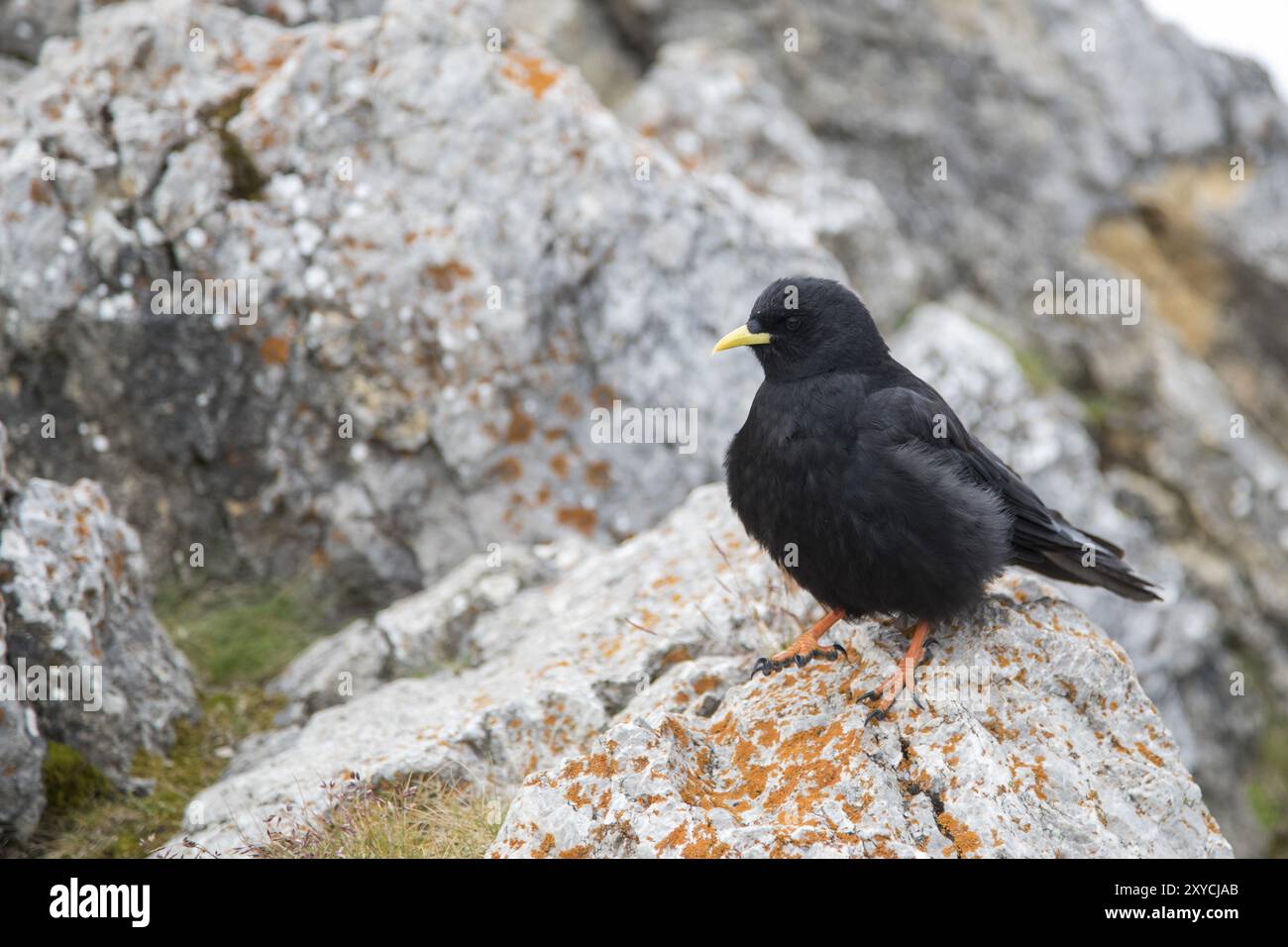 Alpine chough, Pyrrhocorax graculus, Alpine chough Stock Photo - Alamy