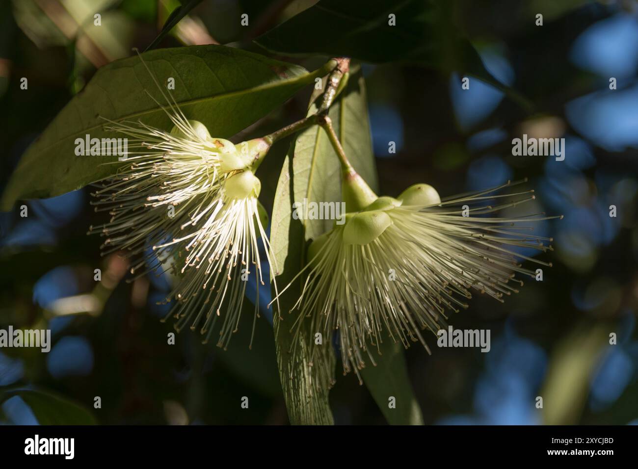 Two cream flowers of Australian Rose-apple tree, Syzygium jambos, on ...