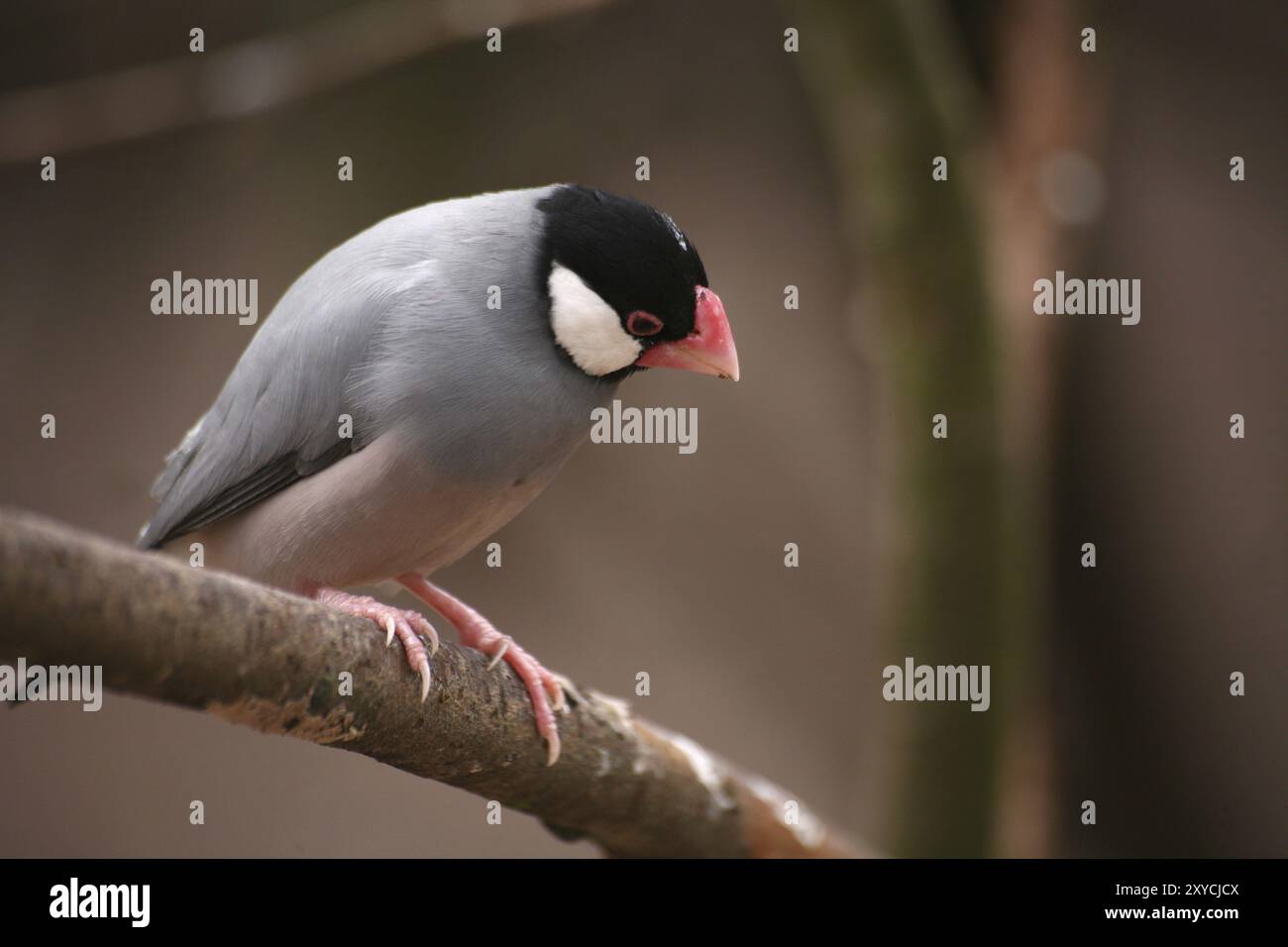 Asian aviary hi-res stock photography and images - Alamy