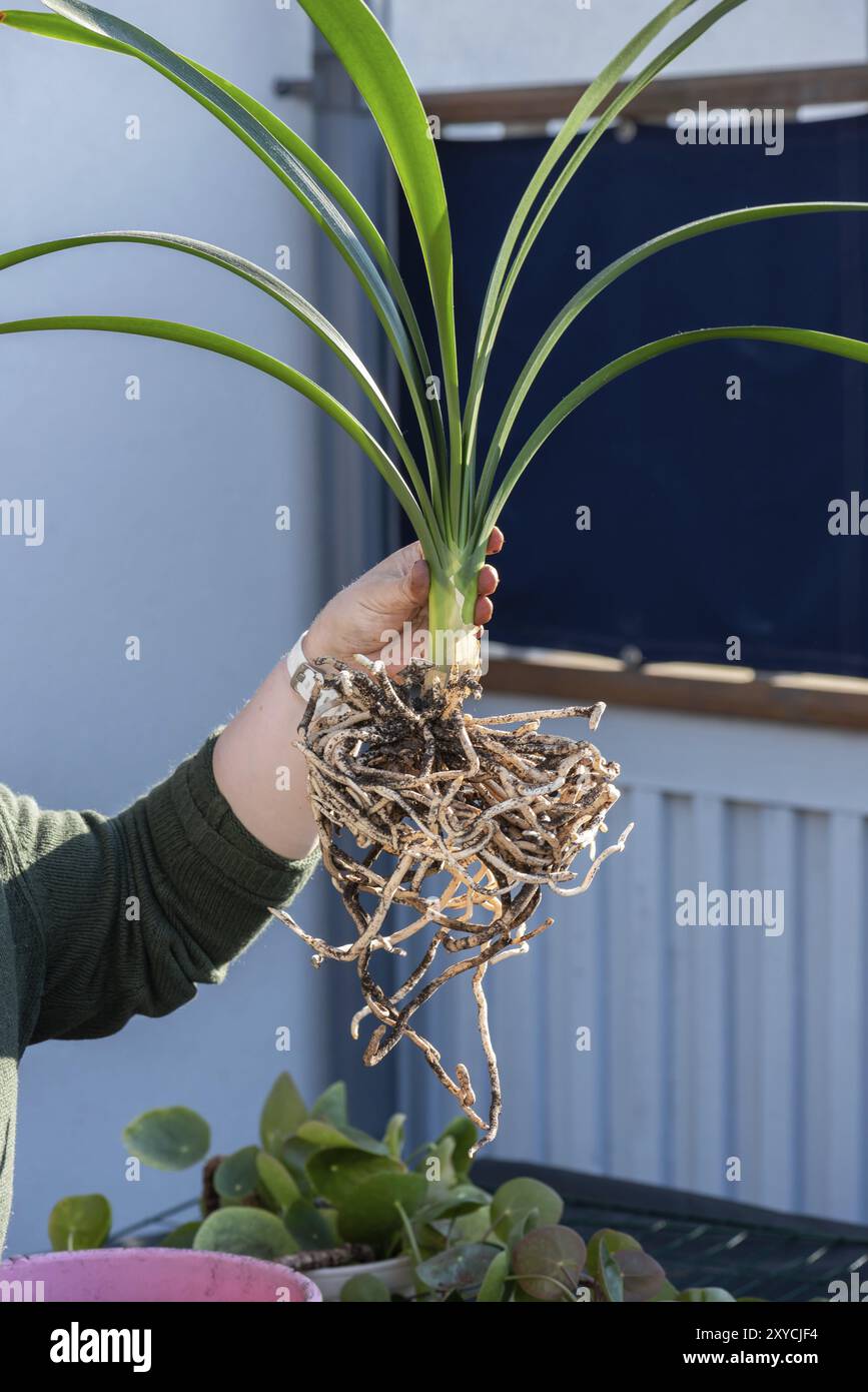 Long white roots of a green plant being repotted Stock Photo - Alamy