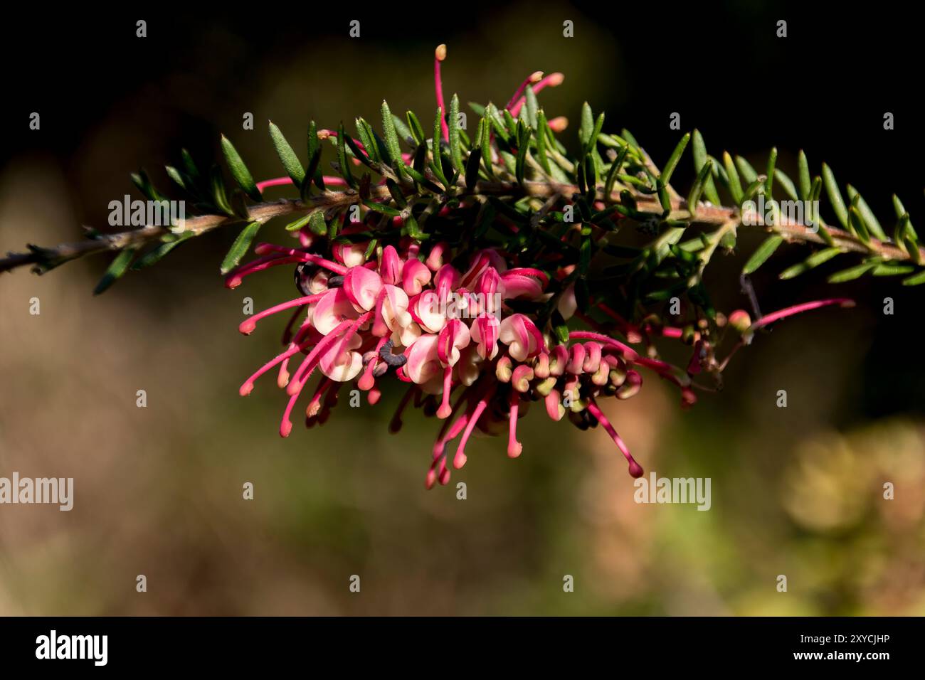 Small terminal clusters of flowers hi-res stock photography and images ...