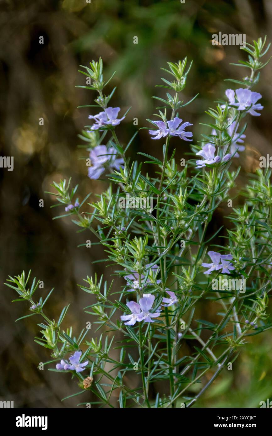 Several pale lilac flower stems of Australian native Westringia ...