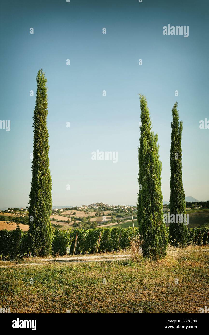 Vineyard fields in vintage style Stock Photo - Alamy