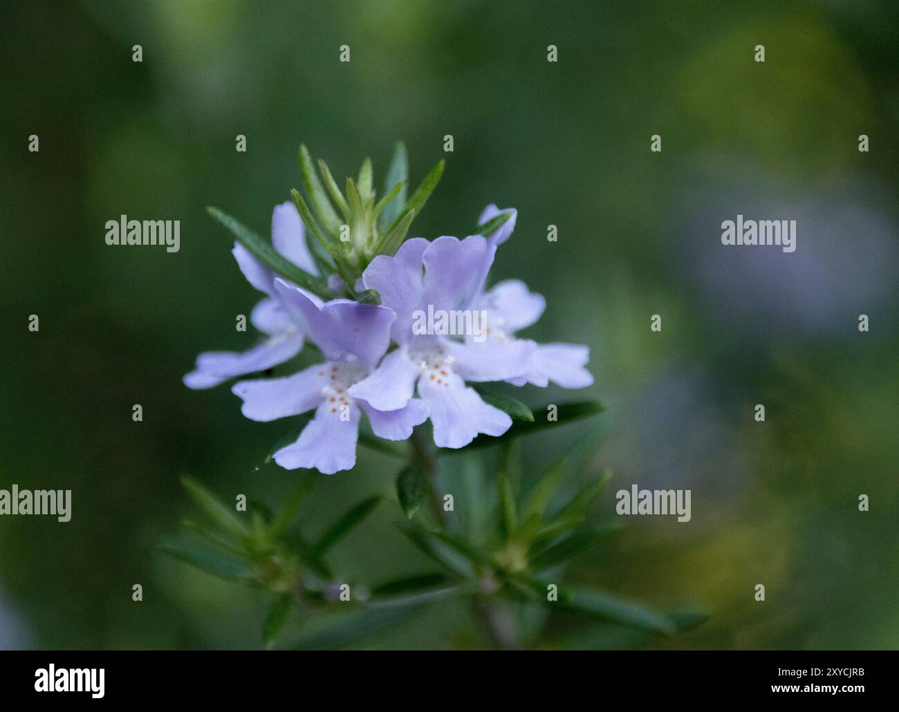 Pale lilac flower stem of Australian native Westringia Fruticosa in ...