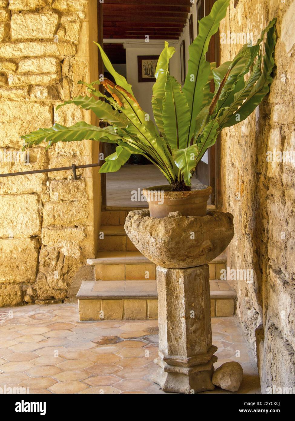 Pot plant courtyard hi-res stock photography and images - Alamy