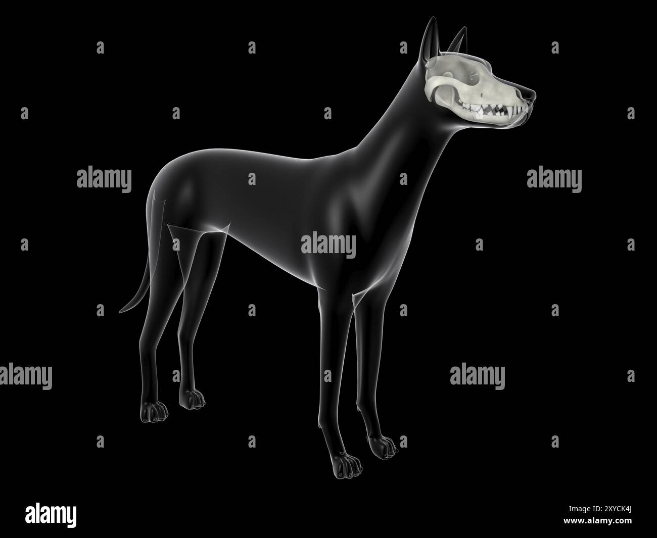 Full skeletal form hi-res stock photography and images - Alamy